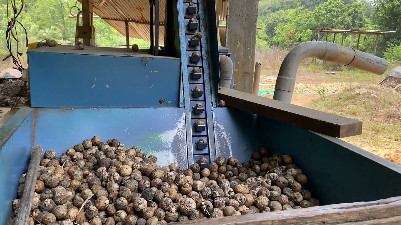 Dry Areca nut peeling Machine | De husking | ಚಾಲಿ ಅಡಿಕೆ ಸುಲಿಯುವ ಯಂತ್ರ ...