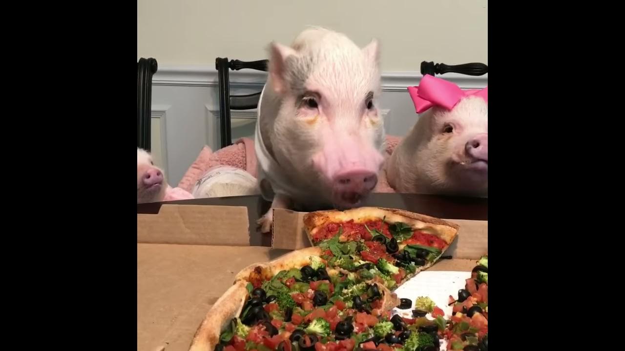 Adorable Piggies Enjoy National Pizza Day - YouTube