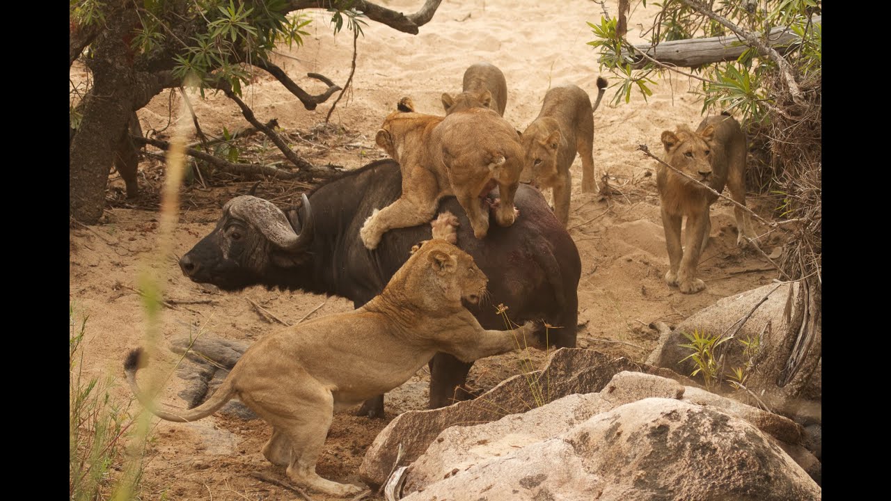 Buffalo Escapes from Lion Pride Attack - YouTube
