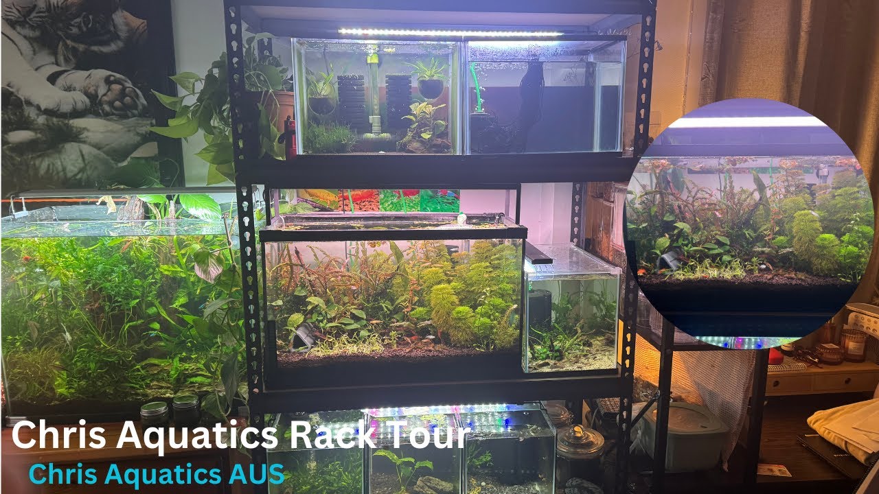 Chris Aquatics Full Detailed Aquarium Rack Tour - YouTube