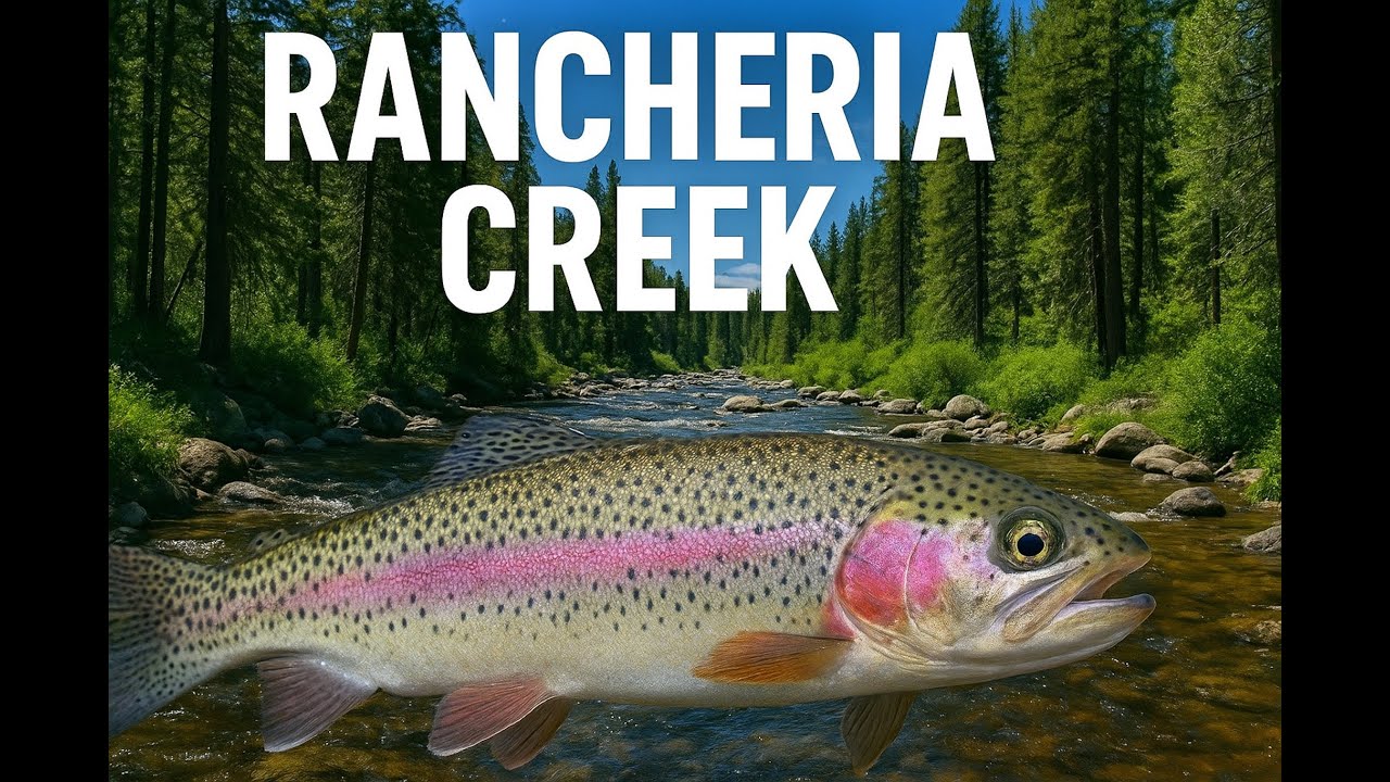 Fish with me: Beautiful NATIVE RAINBOWS on the fly - YouTube