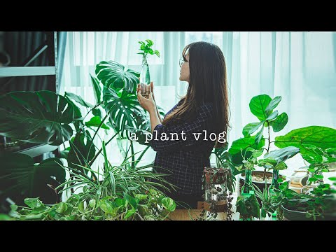 #22 Propagating all my indoor plants from cuttings in water | Plant propagation for beginners 🌱