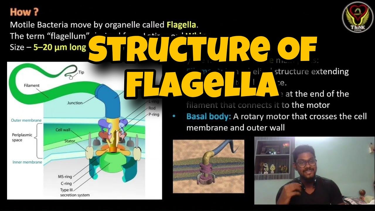 Structure Of Flagella Filament Hook Basal Body Tamil Microbiology Think Biology Youtube