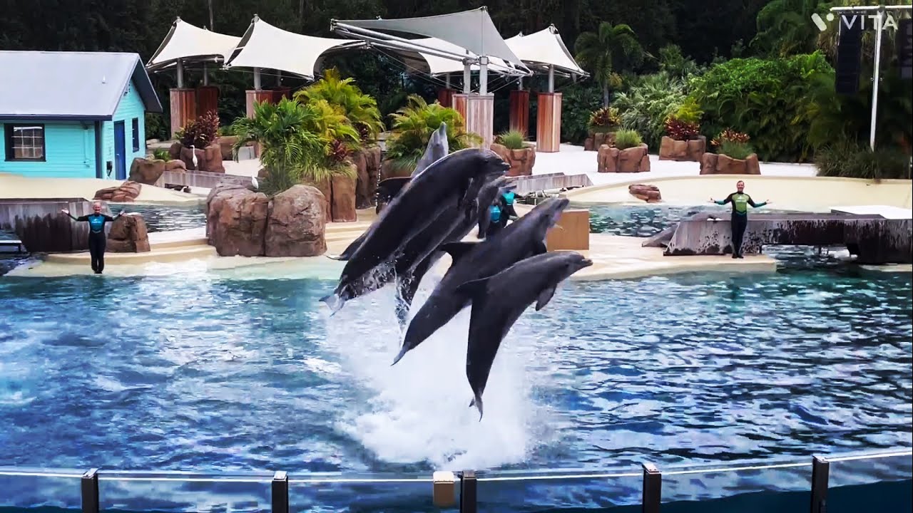 Dolphin Adventure show at SeaWorld Orlando | Orlando Florida - YouTube