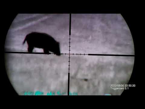 Infiray Thermal Clip, (NO) hunting wildboar, bez střelby
