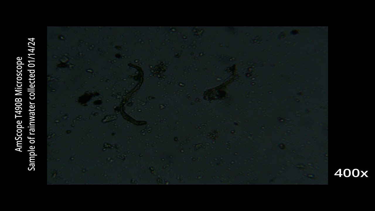 Rainwater under AmScope T490B - YouTube