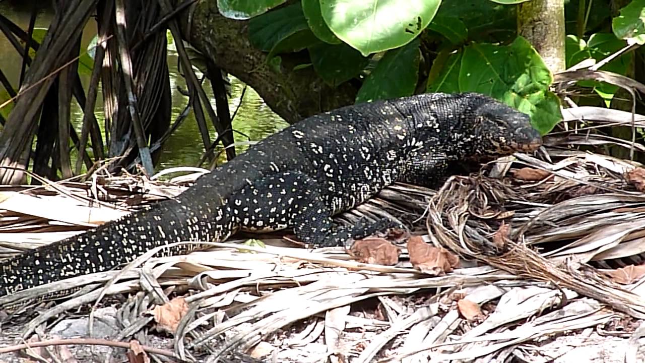 Sri Lanka Unawatuna Waran lizard. - YouTube