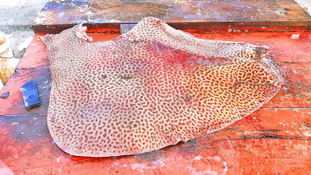 Cutting Half of Manta Ray Fish Slicing |50 LBS HUGE STINGRAY FISH ...