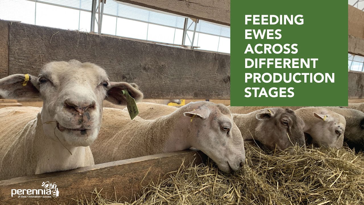 Feeding Ewes Across Different Production Stages - YouTube