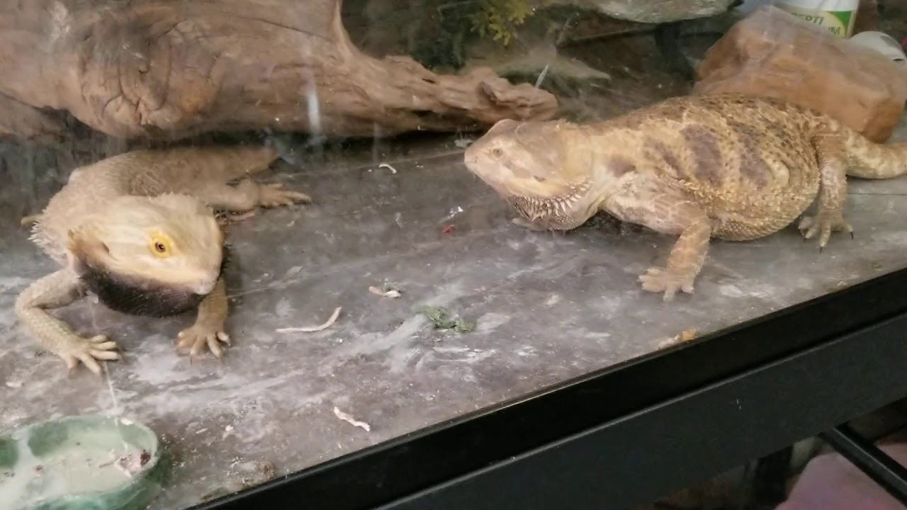 Bearded dragons breeding - YouTube