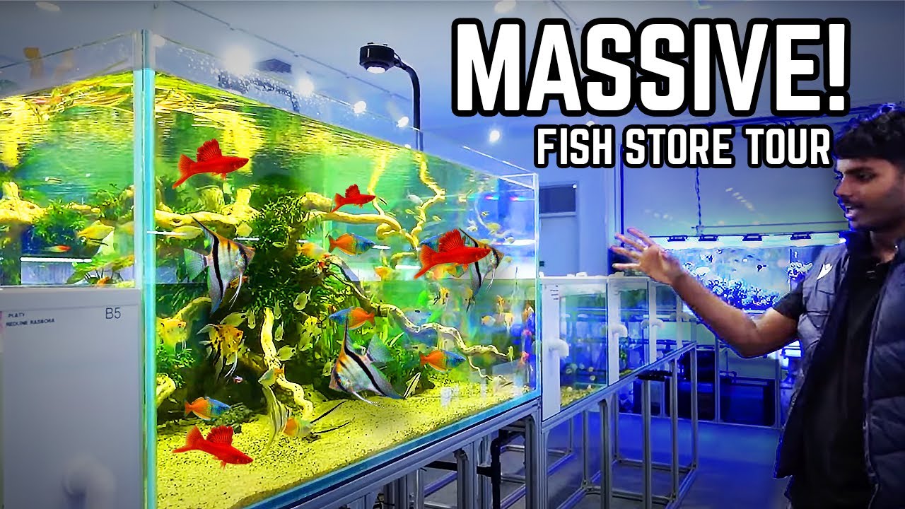 The Most Diverse Fish Store I've EVER Seen! (Full Fish Store Tour ...