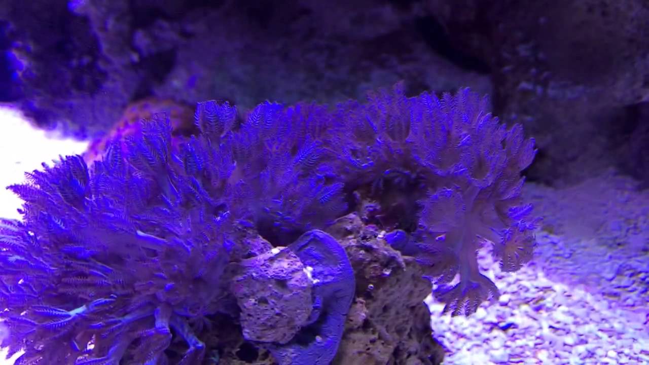 Pulsing Blue Xenia in action - YouTube