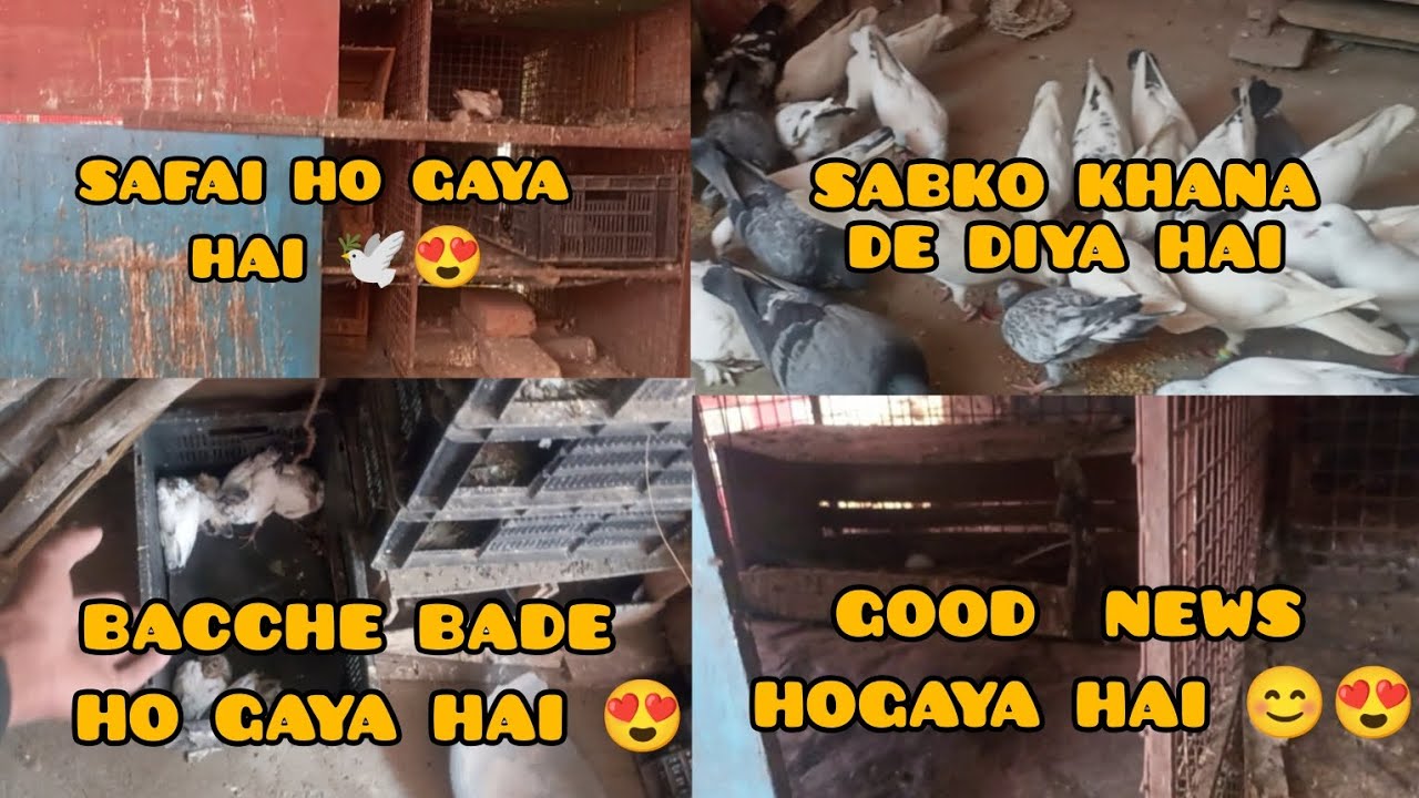 Good news ho gaya hai 😍🕊️ll bacche bade ho gaya hai 😊🕊️ll Safai ho gaya ...
