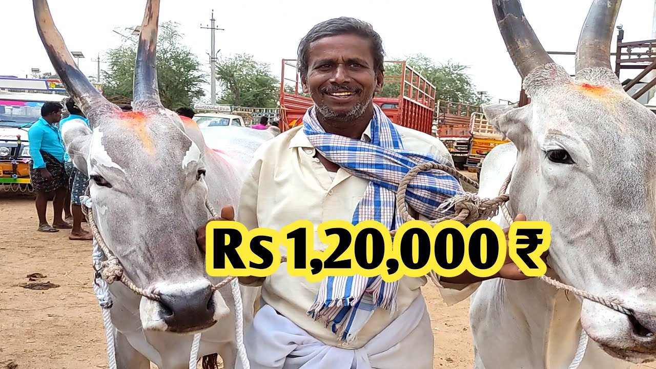 Super active seema bulls//పత్తికొండ ఎద్దుల సంతలో - YouTube