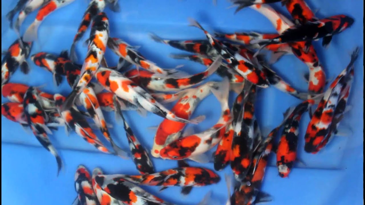 Dainichi Showa Tosai from Sakura - YouTube