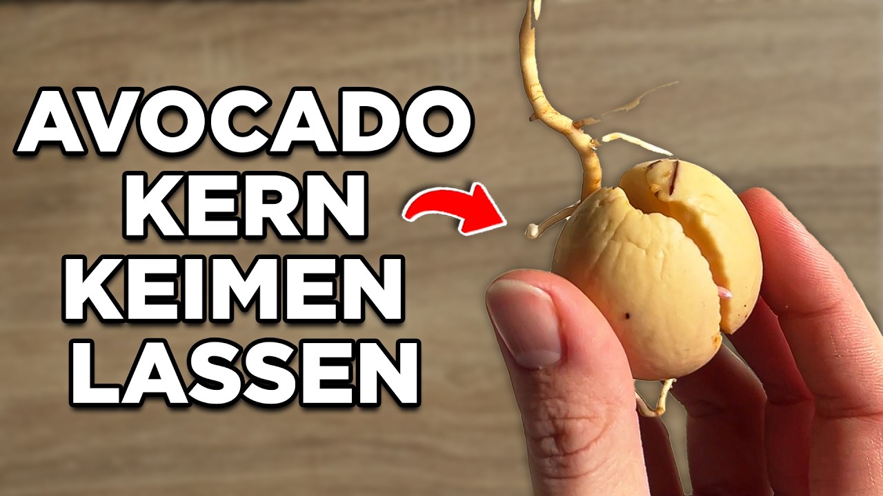 Avocadokern Keimen Lassen - Avocado Kerne Keimen Lassen, Ziehen aus Kern | Avocado Zuhause ...