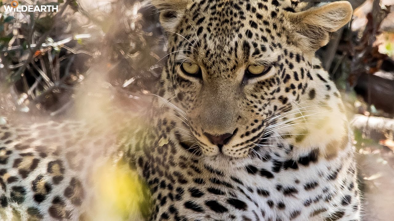 Leopard breakfast: Tug-of-war or teamwork? - YouTube