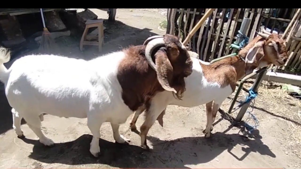 Boer goat crosses with sirohi goat part 1 | Boer goats farm in village ...