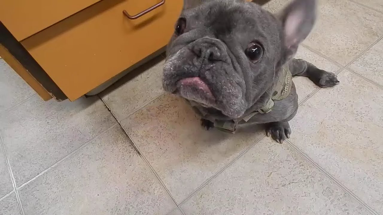 IVDD (Intervertebral Disc Disease) in French bulldog Dr. Kraemer ...