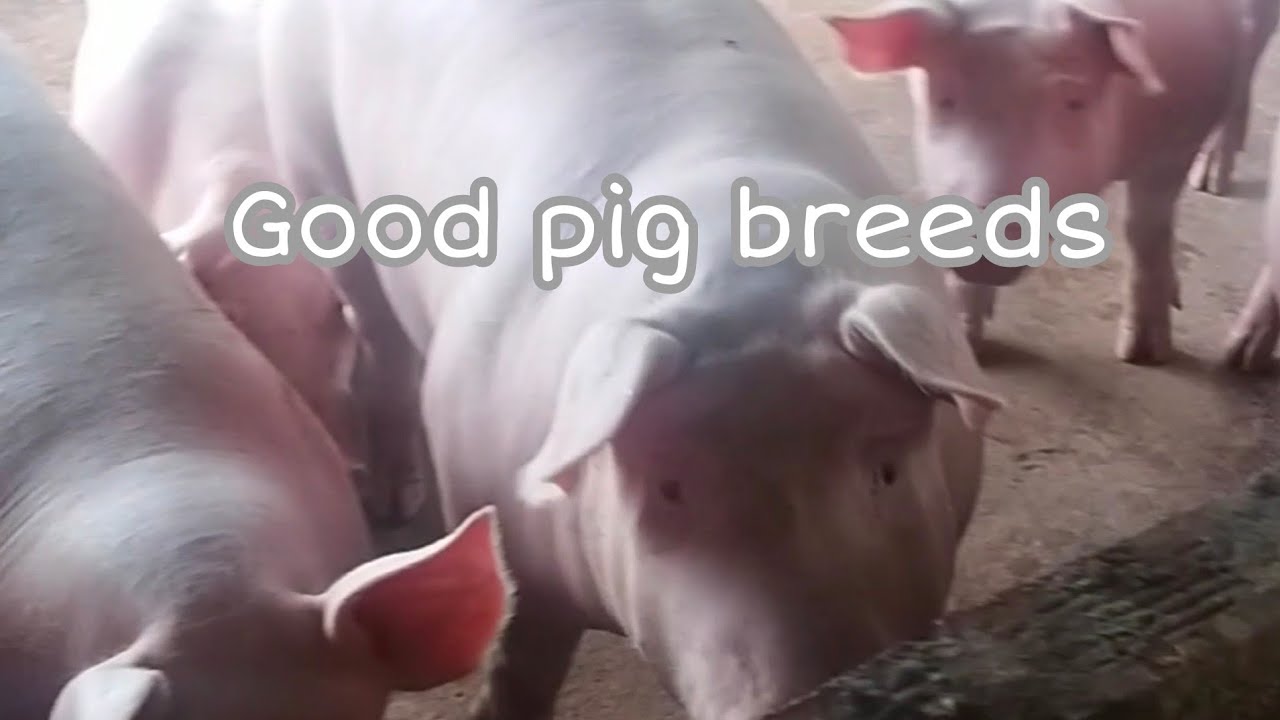 Good pig breeds #Shorts - YouTube