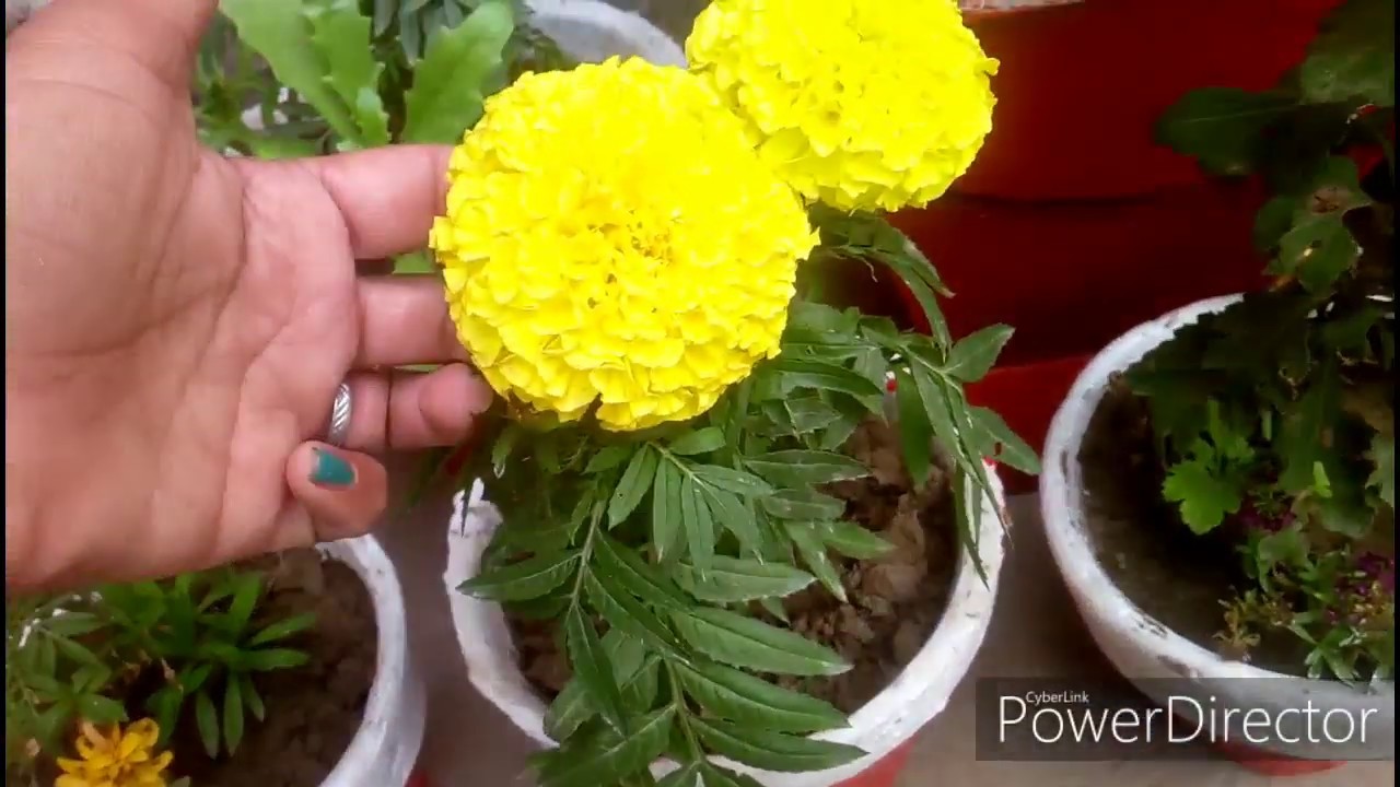 106.Color combination of our beautiful flower in small pot ports. - YouTube