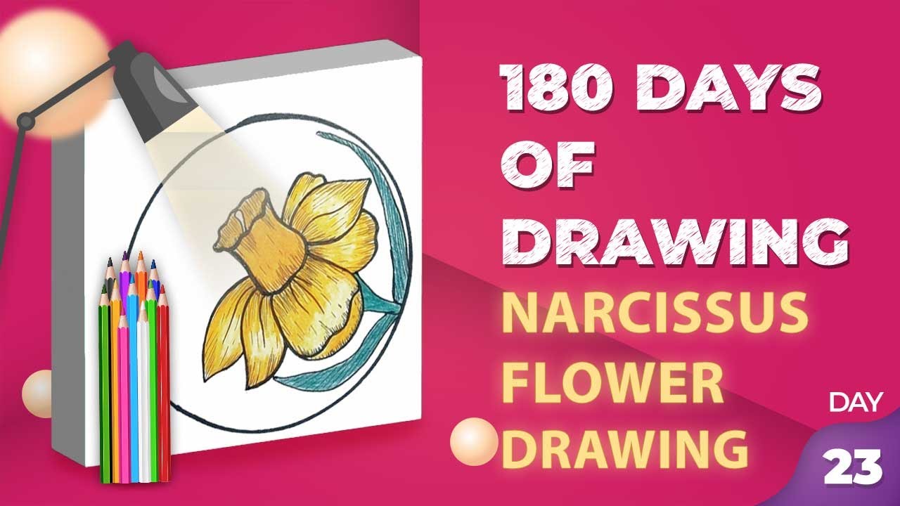 Narcissus Flower Sketching for Beginners || Drawing a Narcissus Flower ...