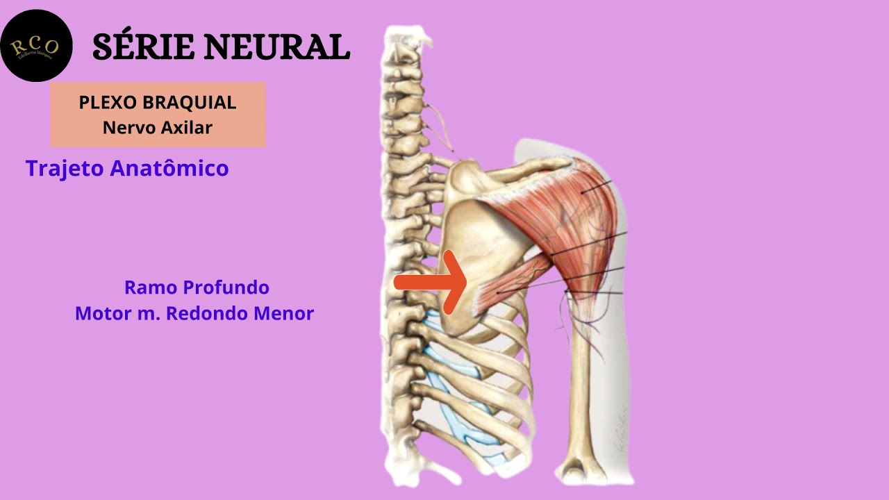 Anatomia: Nervo Axilar - YouTube