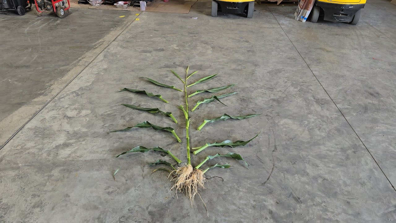 Corn Plant Breakdown - YouTube