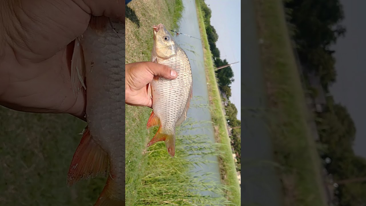Carp fishing in South Texas with corn - YouTube