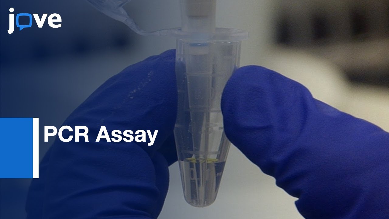 PCR Assay for Quantification of Enterococcus and HF183 Marker in water ...