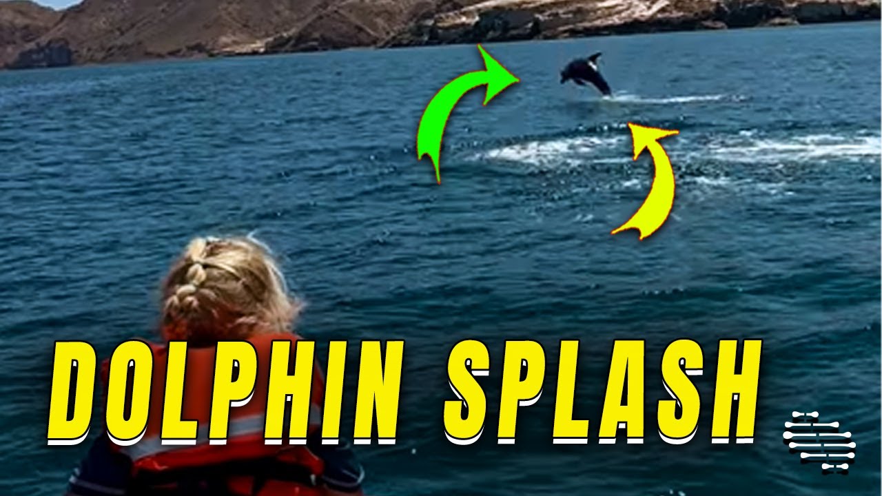 Dolphins Greet Child with Splashes and Jumps in Sea of Cortez - YouTube