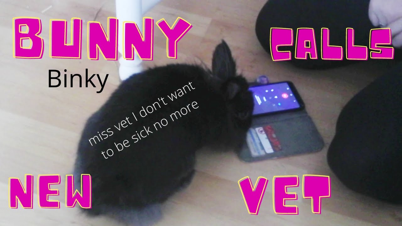 Rabbit seizures/episodes, call to the NEW VET Part 1 - YouTube