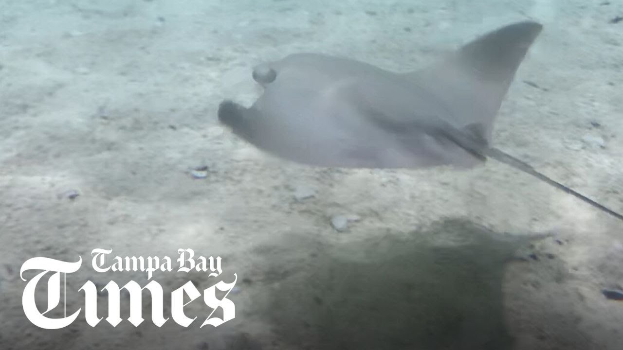 Stingray pup born at Florida Aquarium - YouTube