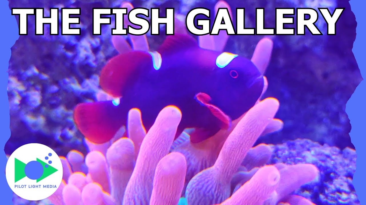 THE FISH GALLERY - Full Tour of An Amazing Fish Store - YouTube