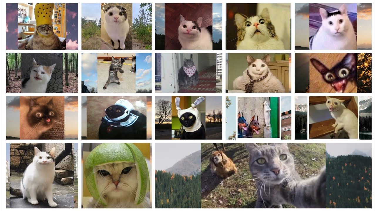 funny and cheerful cats #funny #cat #meme #cheerful #cats #slideshow # ...