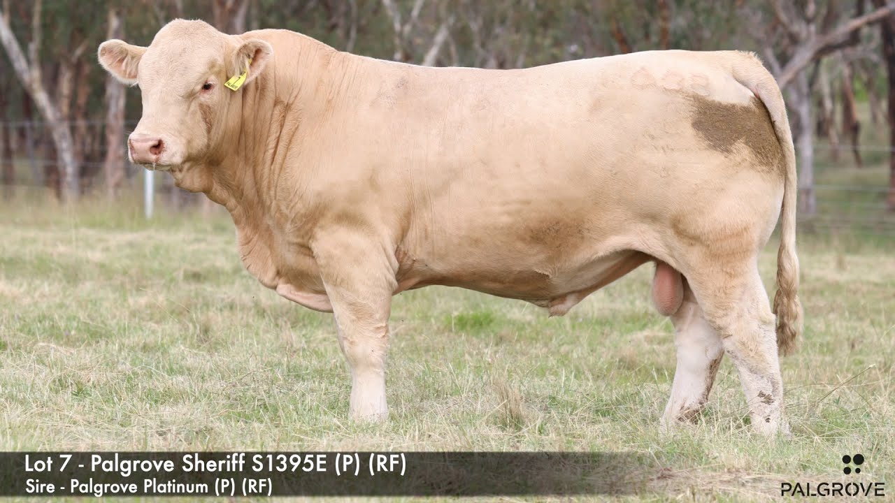 Lot 7 Palgrove Sheriff S1395E (P) R/F - YouTube