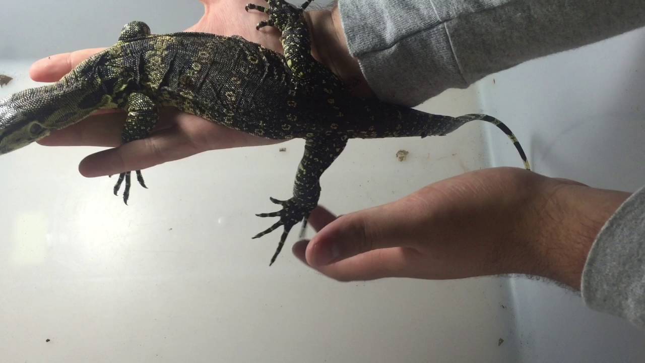 Sumatran Or Asian Water Monitor Care!! - YouTube
