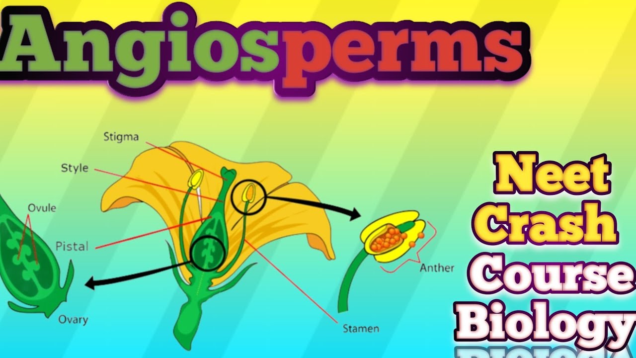 Biology Plant Kingdom neet crash course #angiosperms - YouTube
