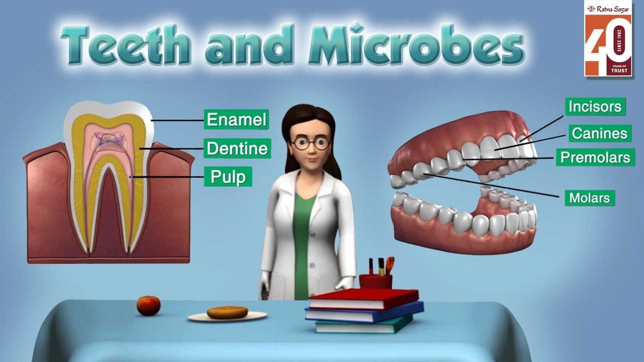 Teeth and Microbes | Students at the Dental Awareness Camp | 3D ...