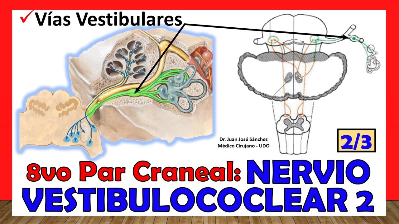 🥇 8vo Par Craneal - NERVIO VESTIBULOCOCLEAR 2/3 - Vías Vestibulares ...