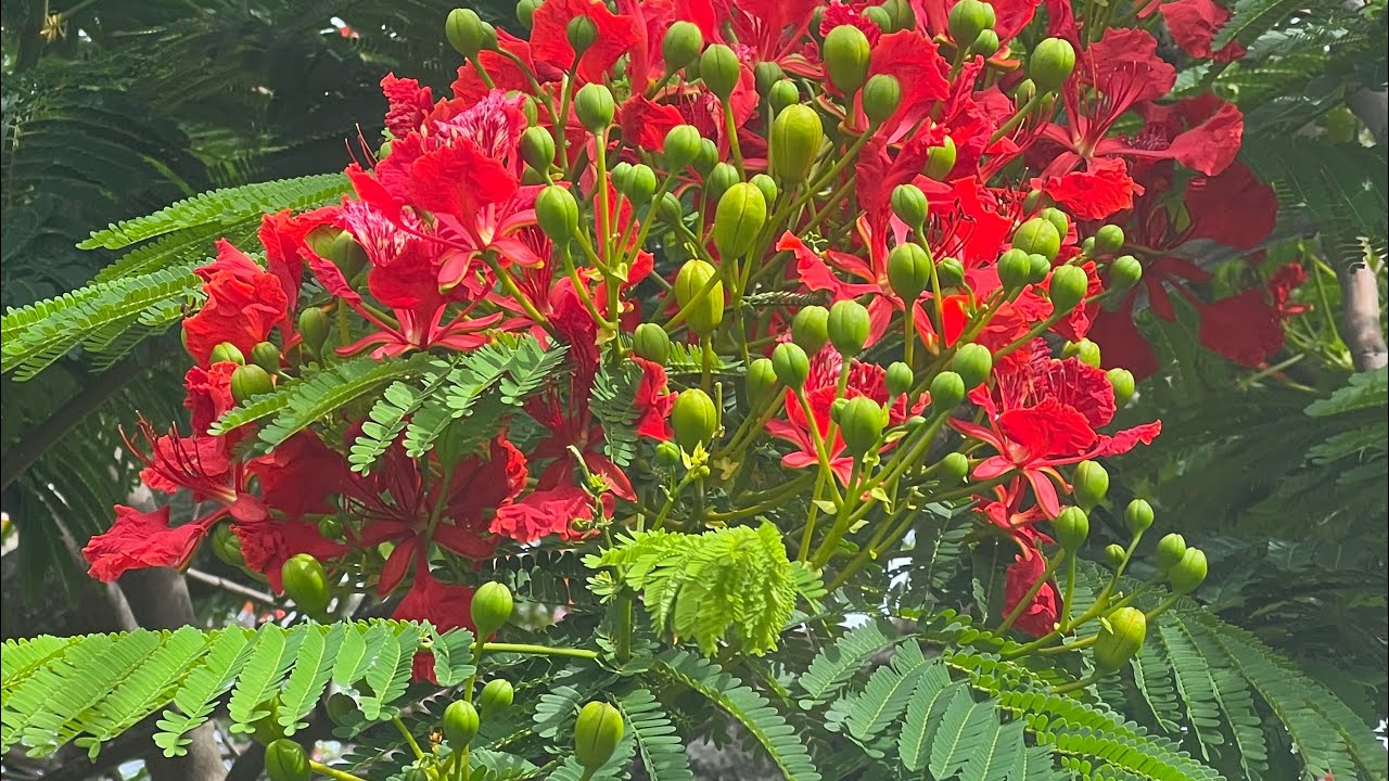 Enjoy our beautiful 📸 shots of flowers, plants & fruit trees of the ...