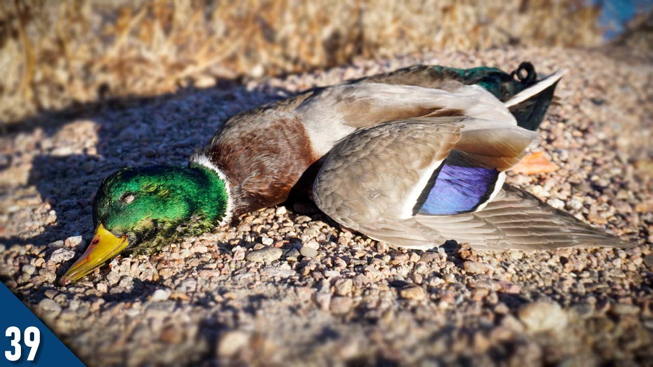 ALL DAY Solo Hunt in a NEW SPOT | Duck and Goose Hunting 2023 - YouTube