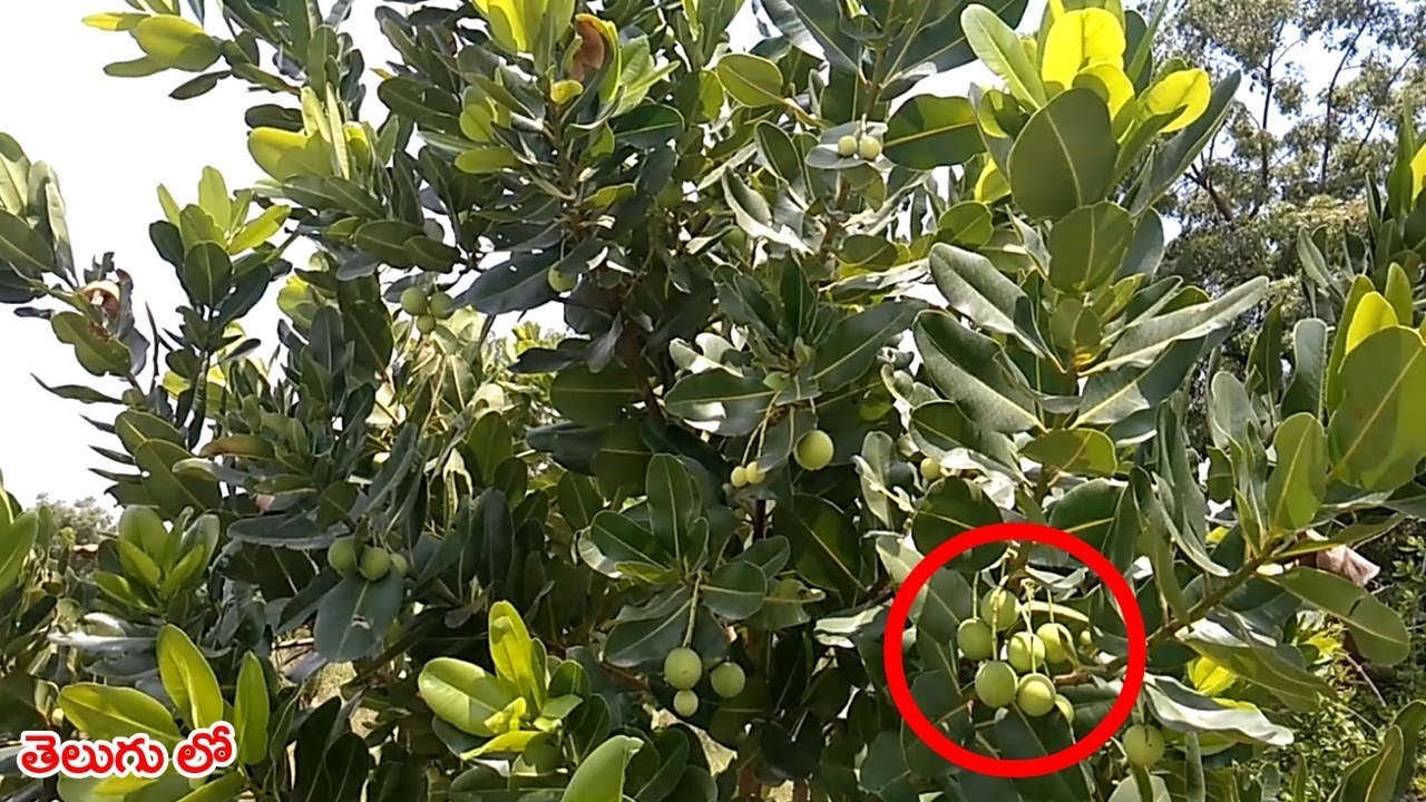 ఈ చెట్టు గురించి తెలుసుకోవటమే గొప్పతనం ! || About #Calophyllum ...