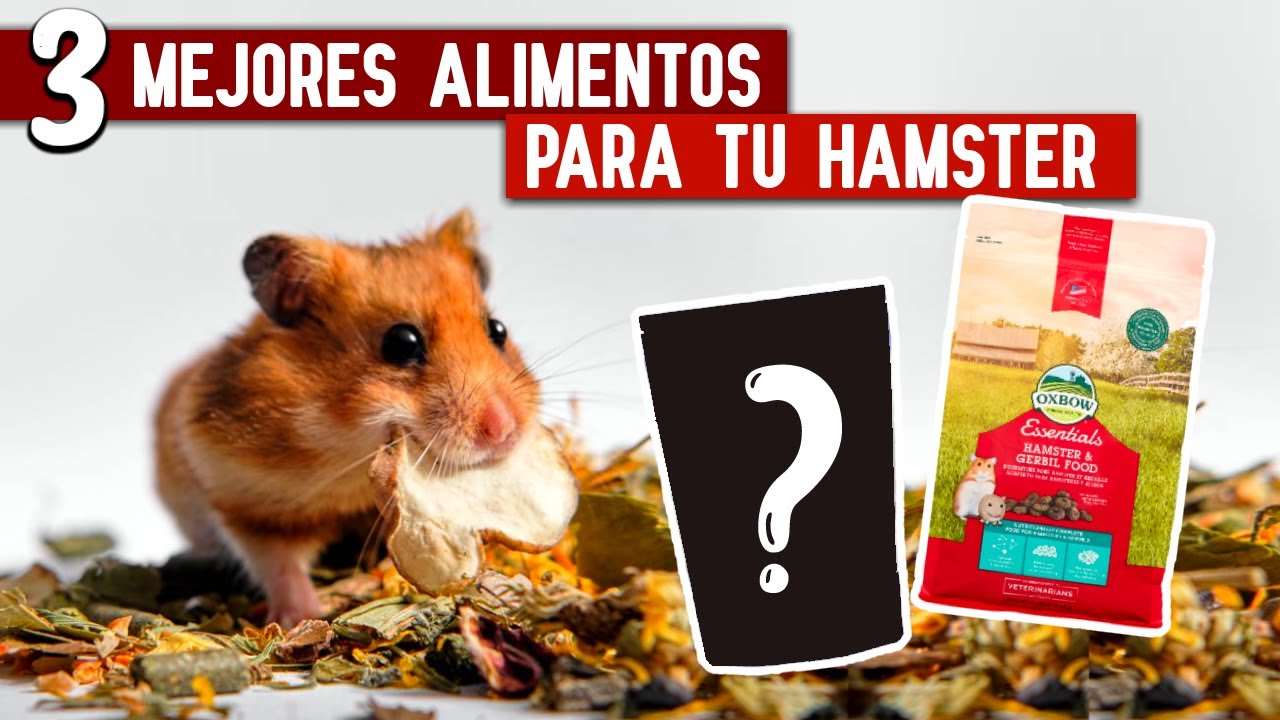 🐹 ️3 MEJORES ALIMENTOS para tu HAMSTER! - YouTube