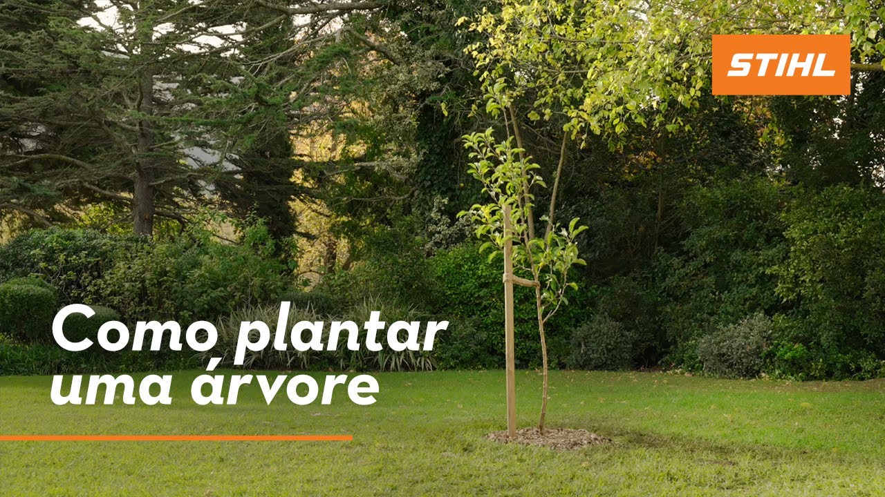 Aprenda como plantar uma árvore - YouTube