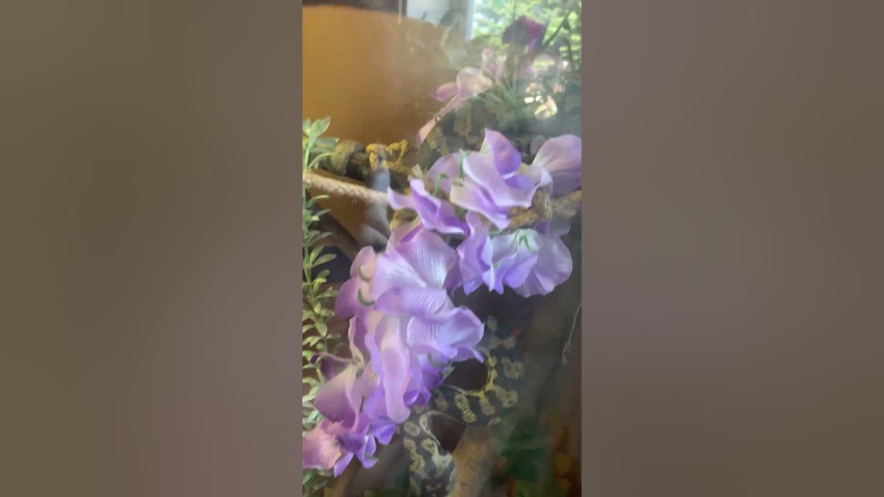 Zeus rescue male carpet python - YouTube