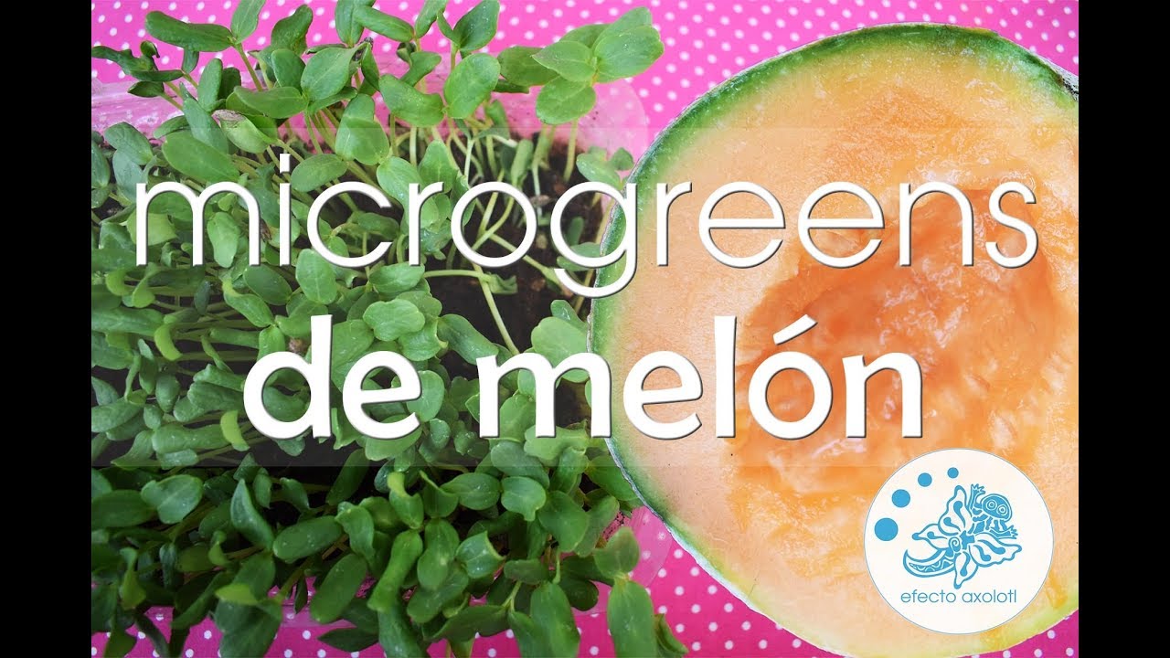 Microgreens de Melon - YouTube