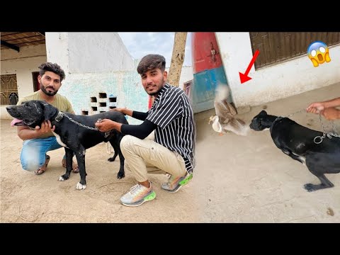 @Hammad pets hows 1 NY Heavy Bully Dog Gift De Dia 😱 - YouTube