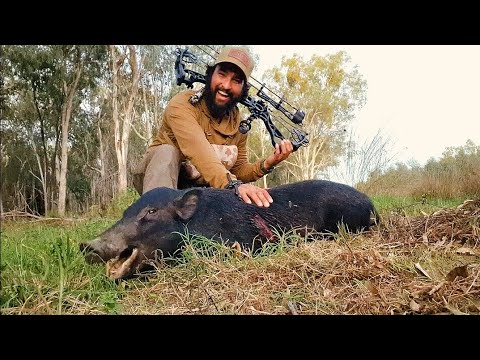 Transgender Pig? - YouTube