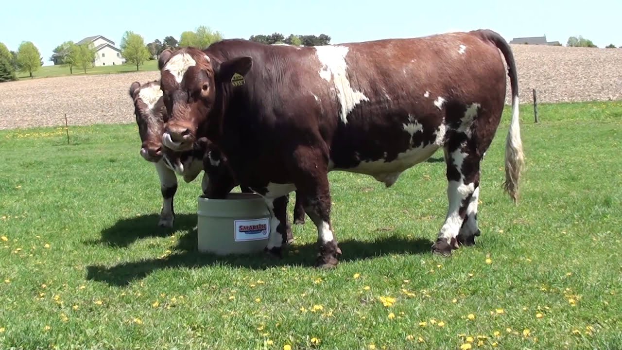 Cattle Utilizing SmartLic Supplements #3 - YouTube